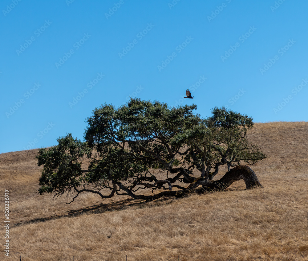 A California live oak tree's trunk is bent and leaning to the left just ...