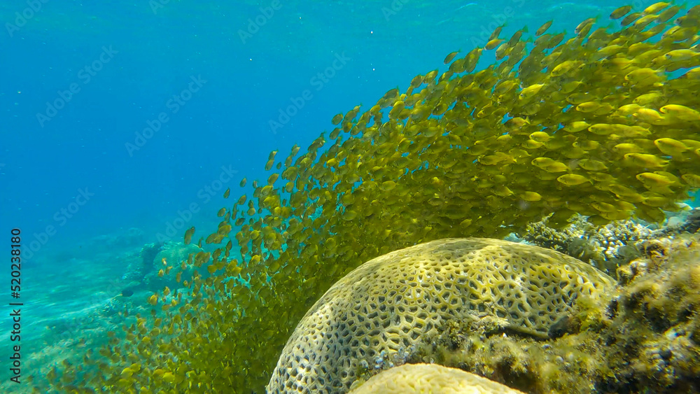 Massive school of juvenile Rabbitfish in shallow water swims over coral ...