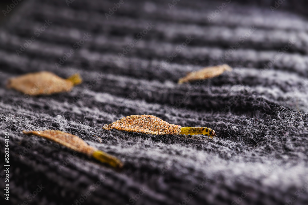 Wall moth larvae, or clothing moths, feed on fur, wool, dead skin ...