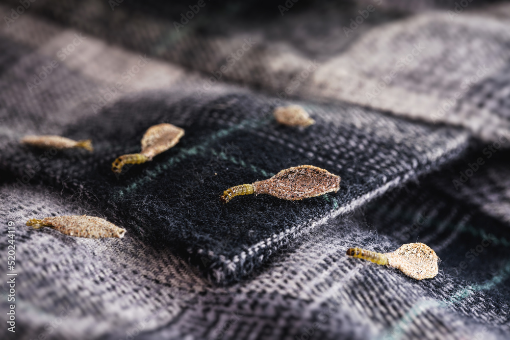 Wall moth larvae, or clothing moths, feed on fur, wool, dead skin ...