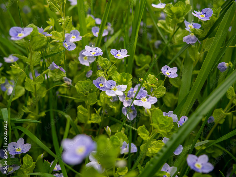 Veronica persica on the green background. Common field-speedwell also ...