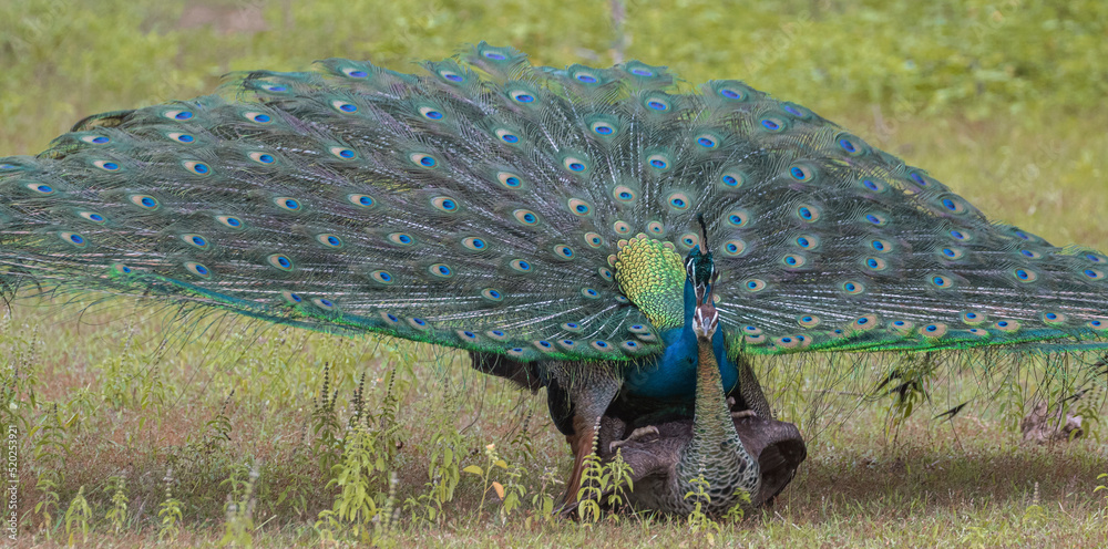 Peacock mating; mating peacock; Peacock and pea hen mating; breeding pair of peacock; mating ...