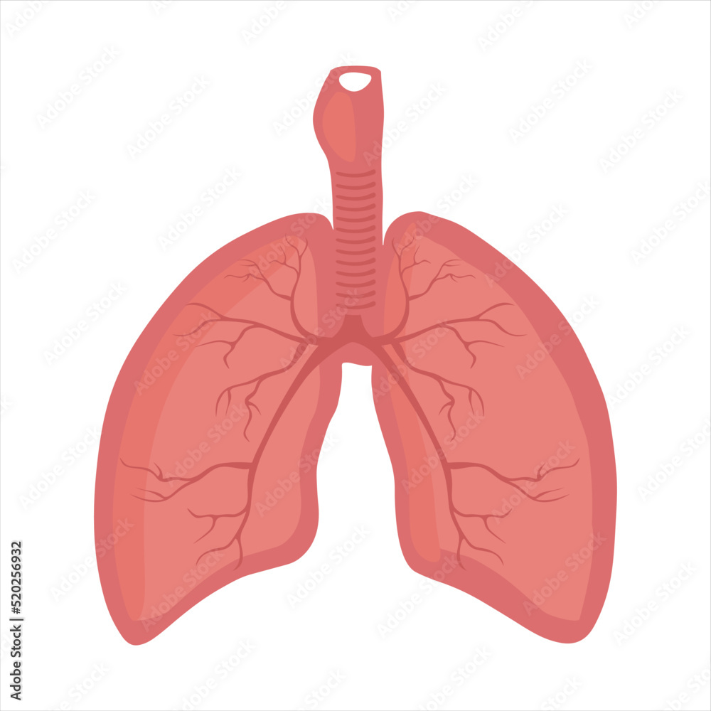 Bronchus trachea organ icon flat style vector illustration. Human ...