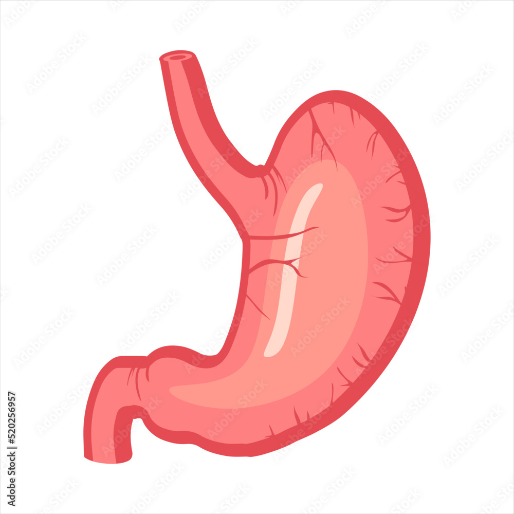 Human Stomach Internal Organ Anatomy Vector Cartoon Flat Icon Illustration Isolated On White