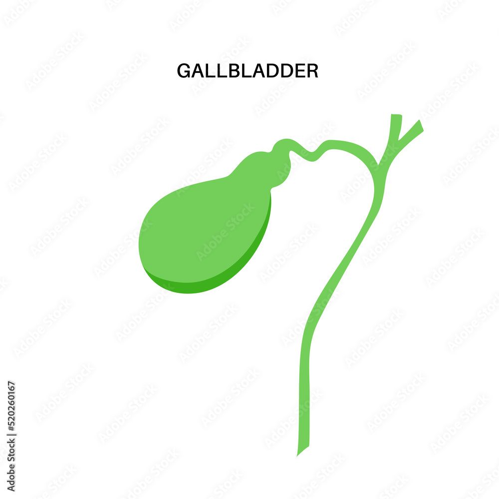 gallbladder anatomy poster Stock Vector | Adobe Stock