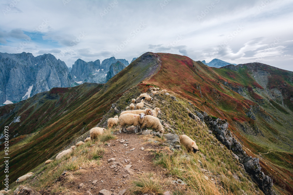Sheep on mountain ridge. animals grazing green grass. countryside ...