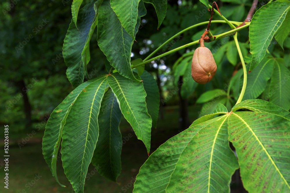 Aesculus flava, yellow buckeye soland sapindac tree (syn.: Aesculus ...