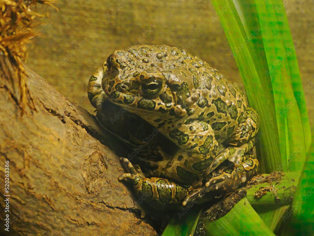 The cane toad Rhinella marina, also known as the giant neotropical toad ...