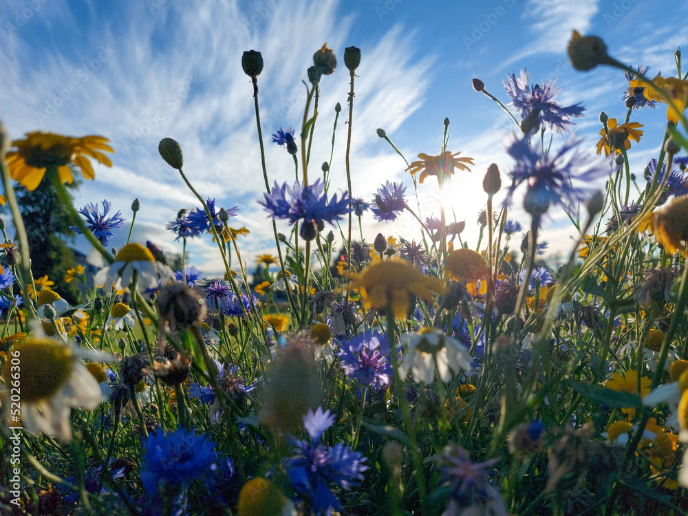 Wildflowers Stock Photo | Adobe Stock