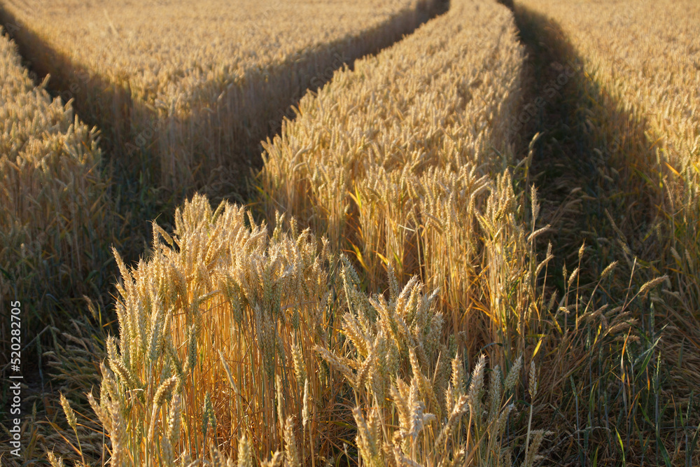 Kreuzung von Traktorspuren in einem Weizenfeld. Der Weizen ist ...