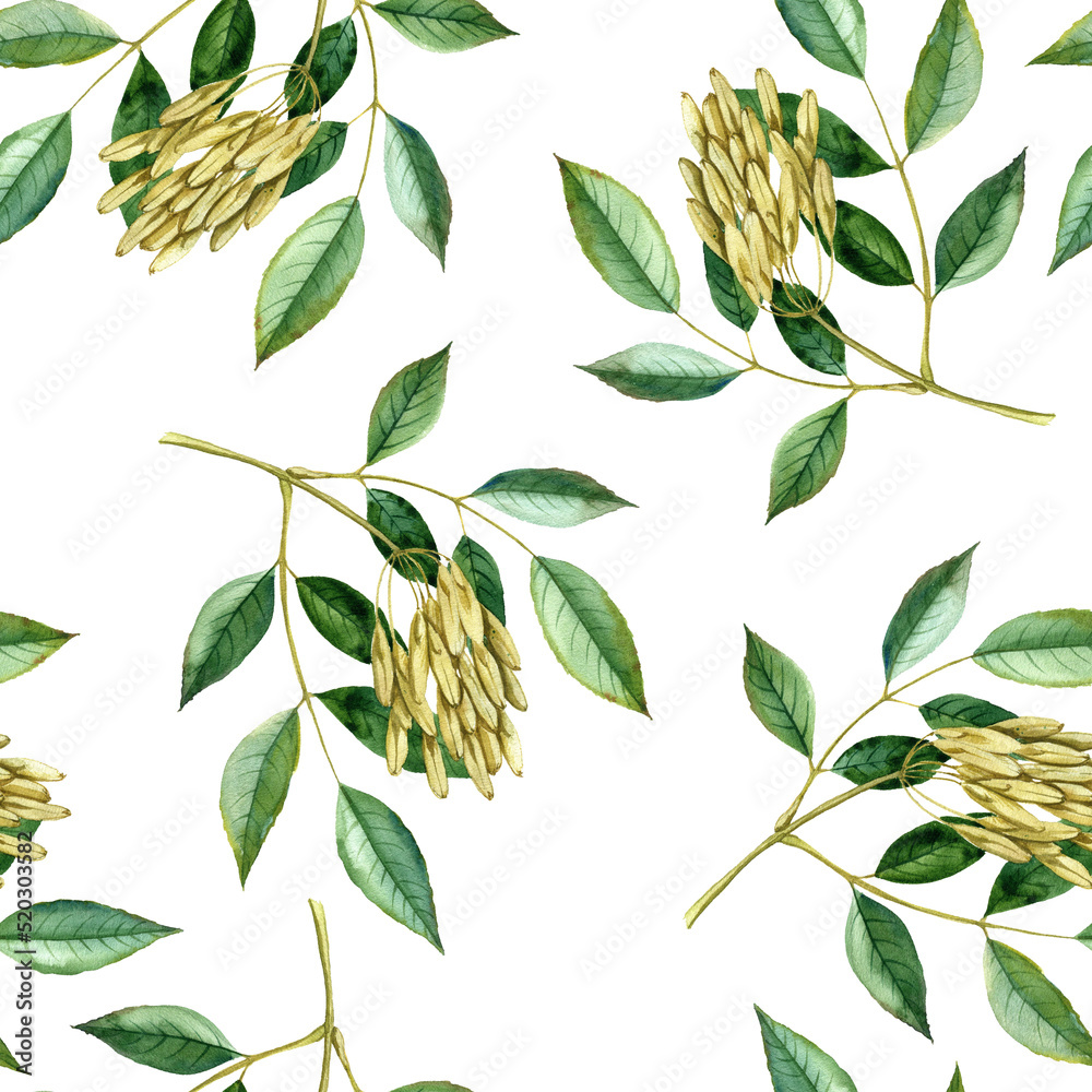 watercolor drawing seamless pattern with branch of ash tree, hand drawn ...