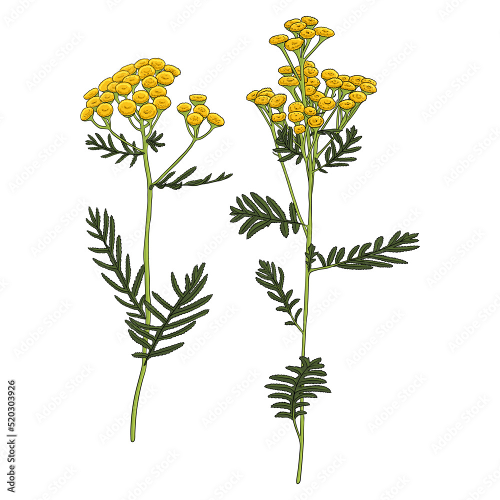 flowers of tansy, Tanacetum vulgare, vector drawing wild plant isolated ...