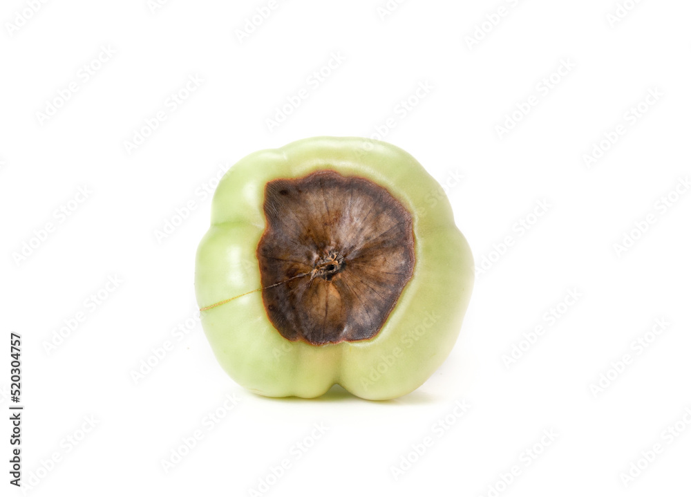 Roadster tomato with blossom end rot. Bottom view or unripe green ...