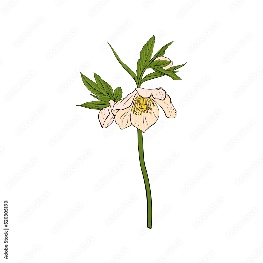 flower of hellebore, Helleborus, vector drawing wild plant isolated at ...