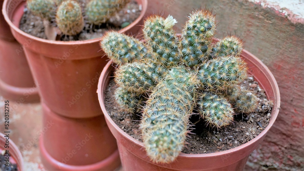 Beautiful indoor cactus pot plants of Mammillaria elongata from a ...