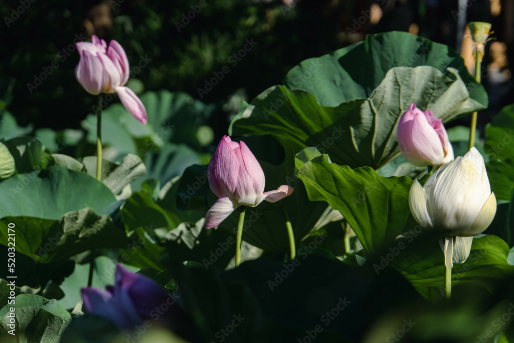 Lotus flowers in a pond in a suburban park in Japan Stock Photo | Adobe ...