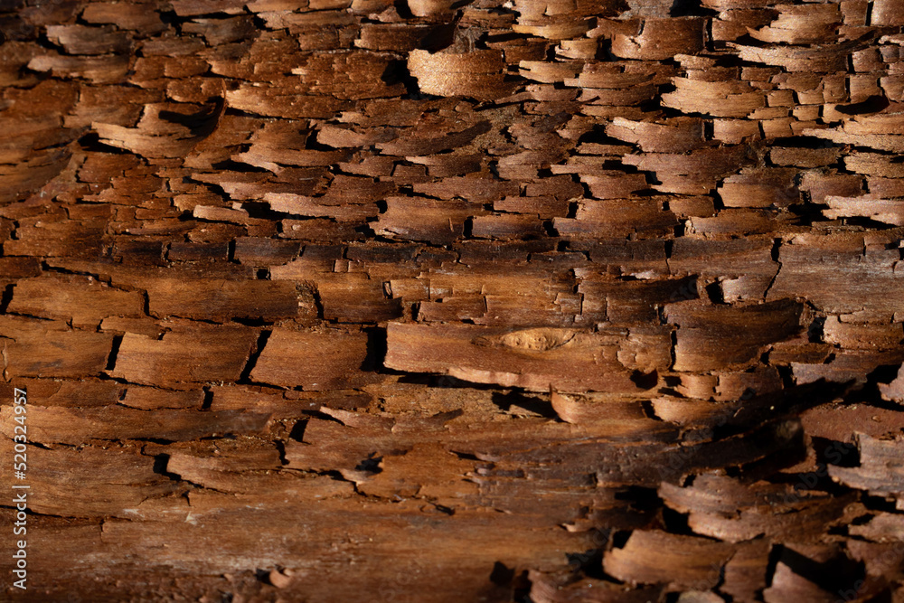 The bark pattern is a seamless wood texture. For background woodwork ...