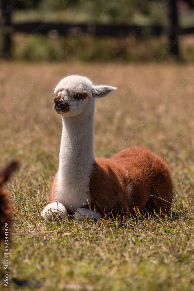 Alpaca Baby Brown