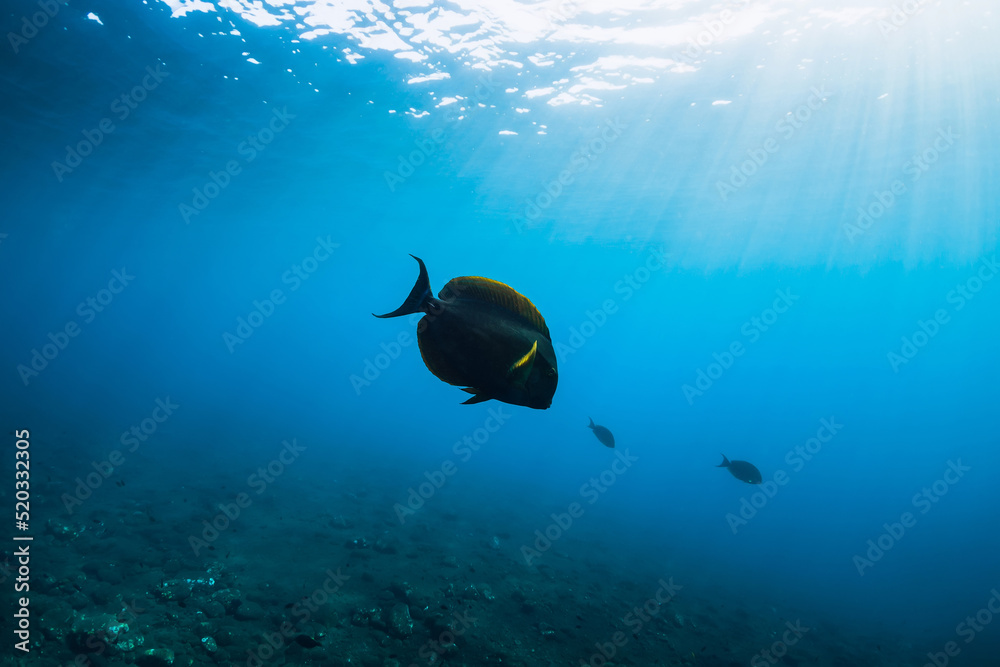 Underwater view of tropical big fish with sun rays in blue ocean Stock ...