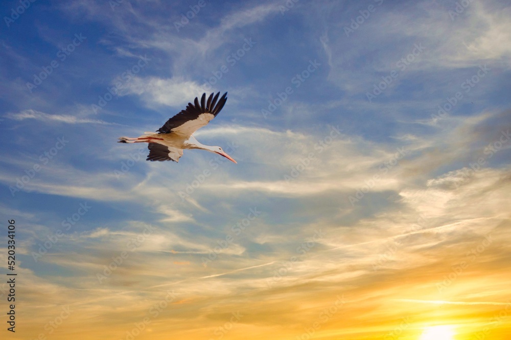 Cigüeña Blanca Volando Hacia La Luz Del Sol Y Sobre Cielo Enmarañado De