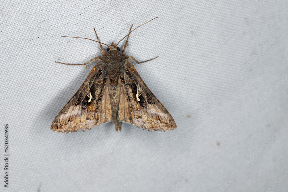 The Silver Y (Autographa gamma) is a migratory moth of the family ...