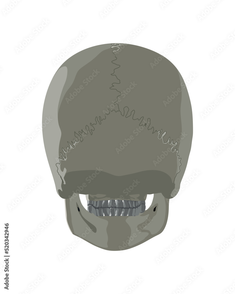Human skull in different projections. Realistic illustration for the ...