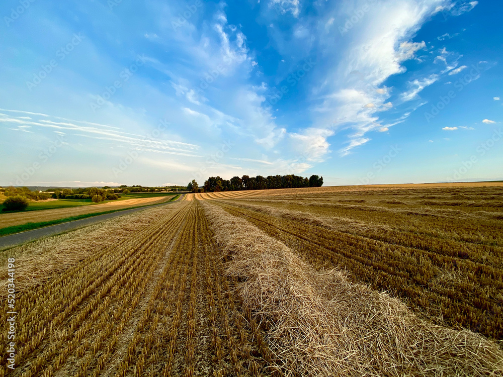 Grain field harvested, straw is piled up in strips, stubble field ...