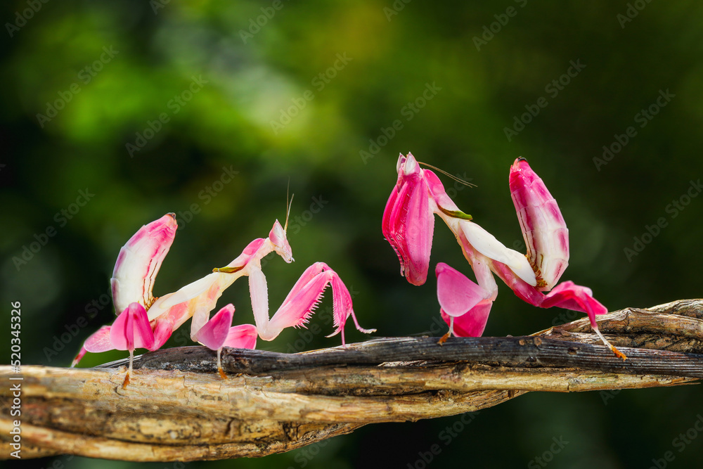 Orchid mantis, Pink orchid mantis, Hymenopus coronatus, Meeting flower ...