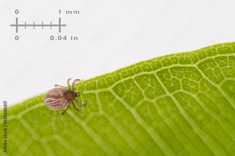 Small deer tick on green leaf and measuring scale on white background ...