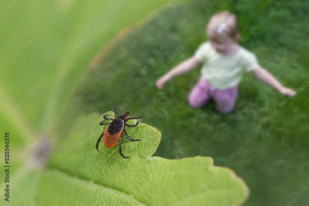 Castor bean tick over child playing in green grass. Ixodes ricinus ...