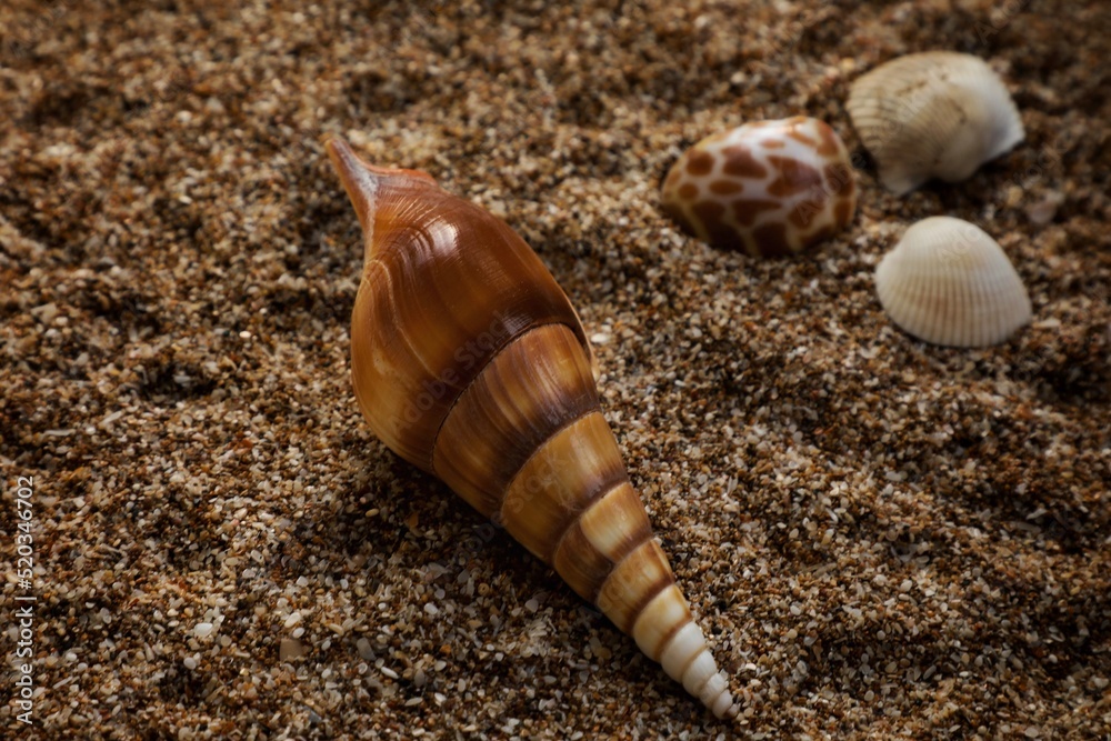 Seashell on the beach. Beautiful seashell. Seashell background ...