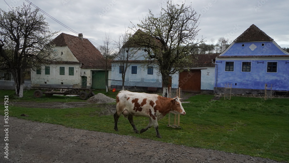 Cows going home in Viscri in Romania with traditional houses from ...