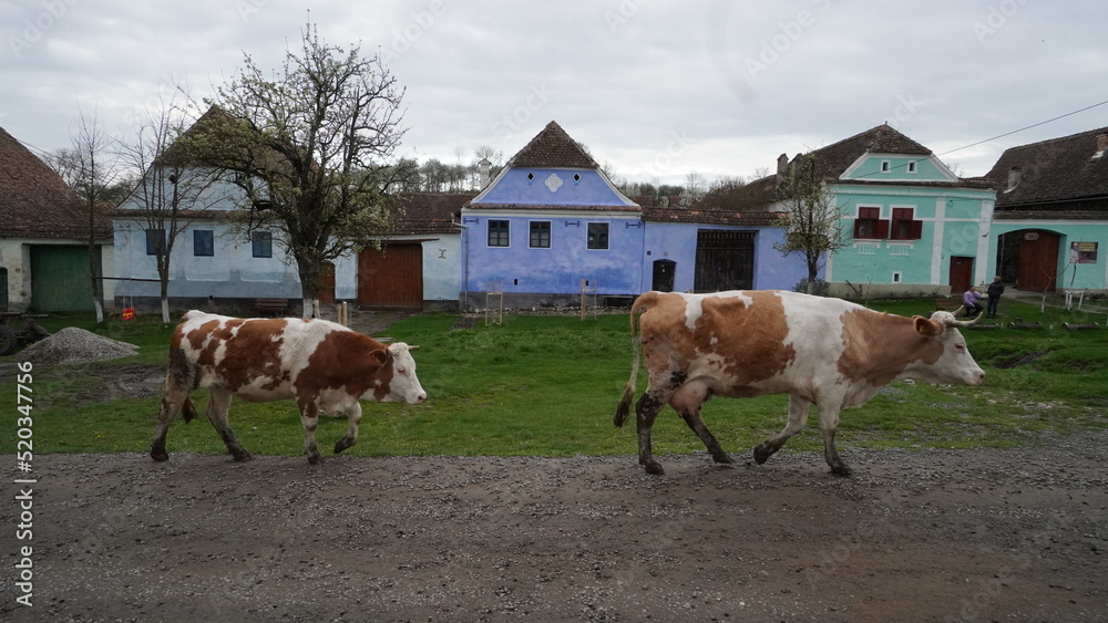 Cows going home in Viscri in Romania with traditional houses from ...