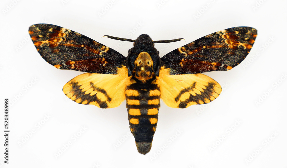 Death head moth isolated on white close up. Hawk moth Acherontia ...