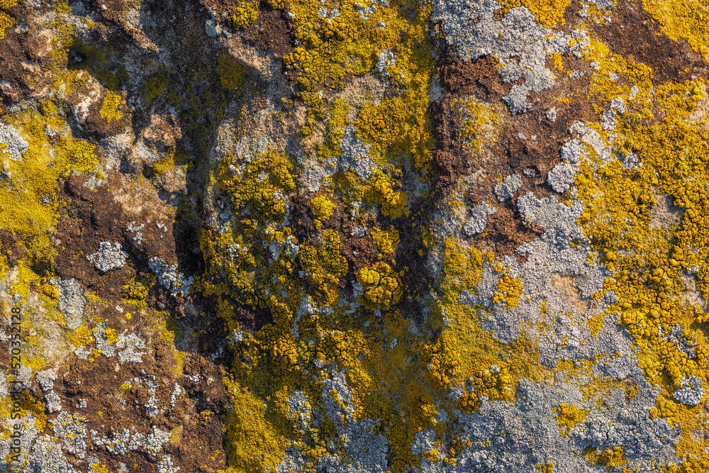 Lichen on quartzite sandstone surface. A pioneer lichen in Bare Rock ...