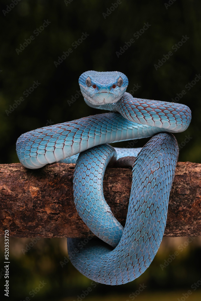 White-lipped Pit Viper (Trimeresurus insularis) is venomous pit vipers ...