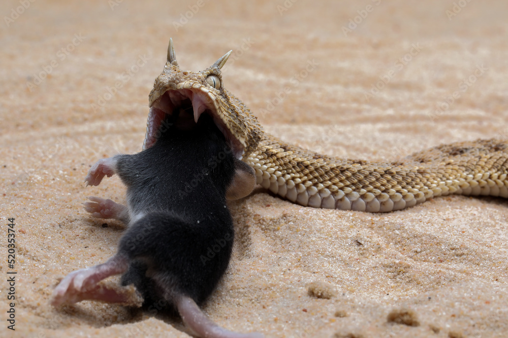 Cerastes cerastes commonly known as the Saharan Horned Viper or the ...