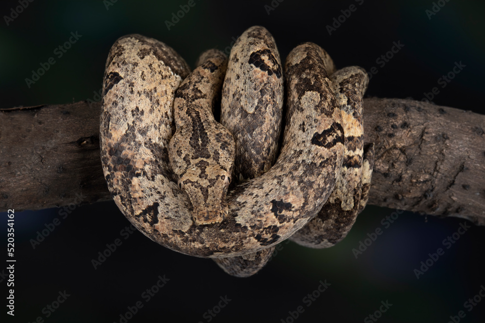 Candoia carinata, known commonly as Candoia ground boa snake, Pacific ground boa, or Pacific ...