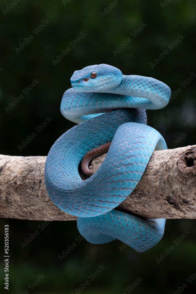 Foto de White-lipped pit viper (Trimeresurus insularis) is venomous pit ...