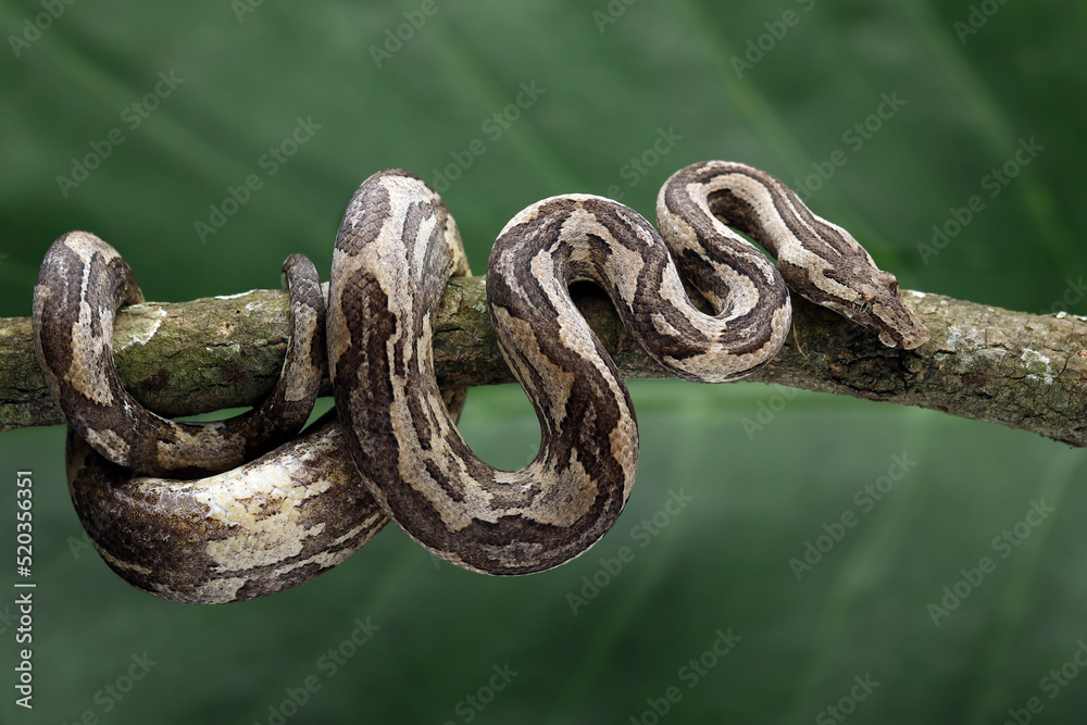 Ground Boa snake (Candoia carinata) on black background. Candoia ...