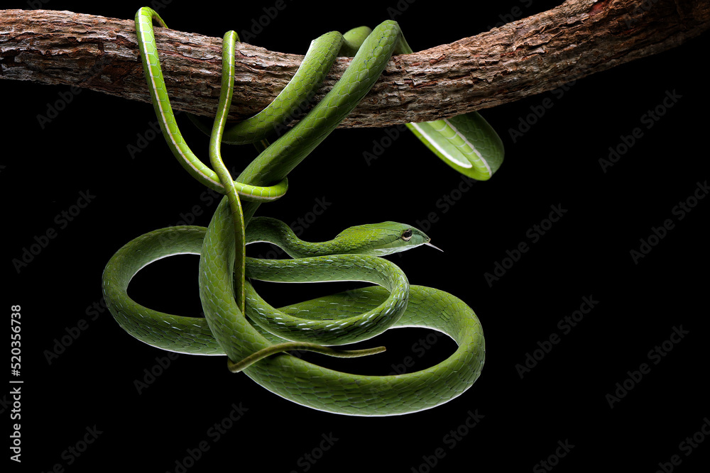 Asian Vine Snake (Ahaetulla prasina) is a species of snake native to ...