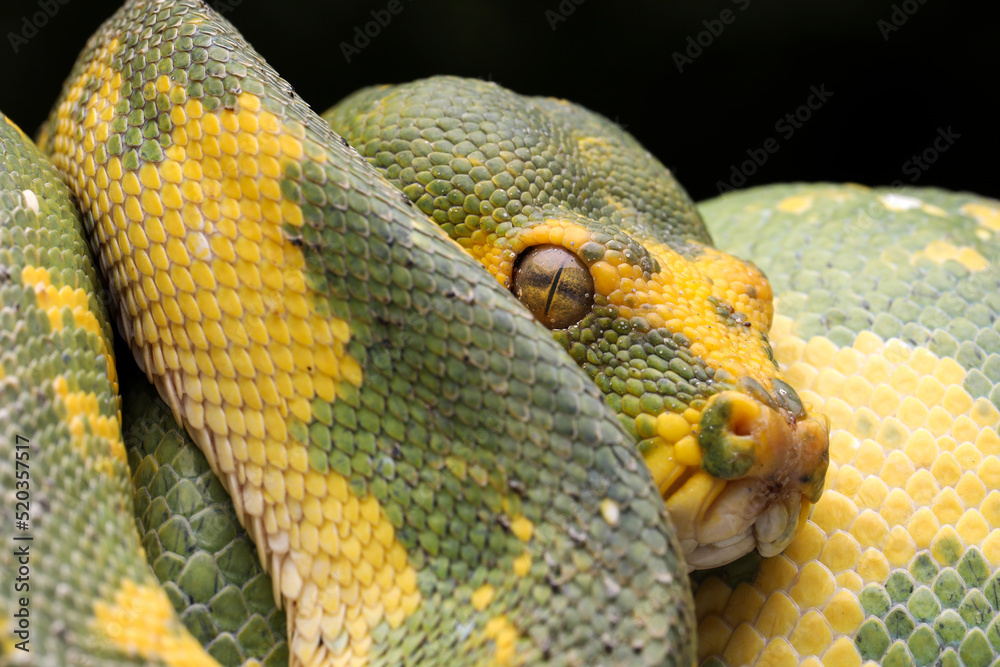 Beautiful Green Tree Python (Morelia viridis). This Python is a rare ...