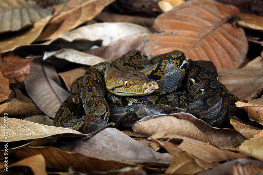 Reticulated Python (Malayopython reticulatus) is a python species ... Reticulated Python (Malayopython reticulatus) is a python species ...