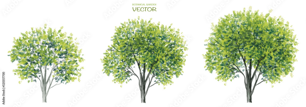 Vector watercolor of tree side view isolated on white background for ...
