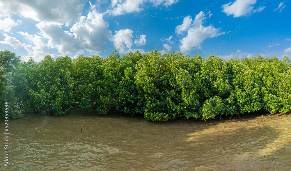mangrove forest,Red mangrove forest and shallow waters in a Tropical ...