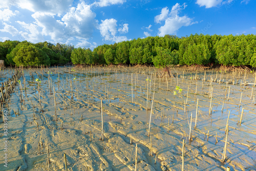 mangrove coast,Mangrove forest and beautiful sky,Mangrove forest ...