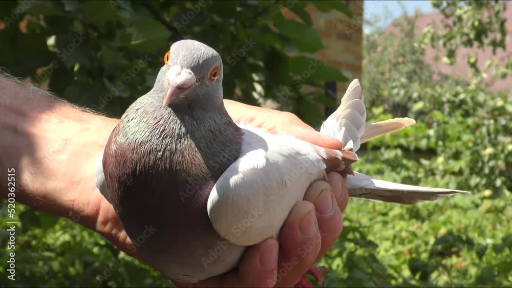 A carrier pigeon or a sports pigeon in a summer garden, these are ...
