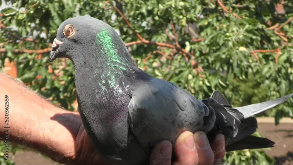 A carrier pigeon or a sports pigeon in a summer garden, these are ...