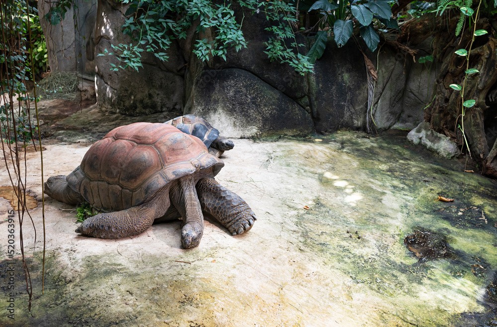 Giant turtles in the coastal forest Stock Photo | Adobe Stock