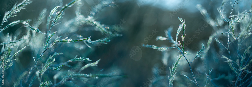 dewy plants with nice soft artistic bokeh Stock Photo | Adobe Stock